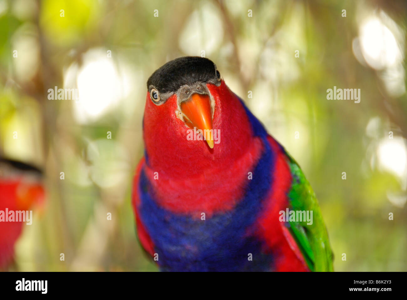 Parrot face hi-res stock photography and images - Alamy