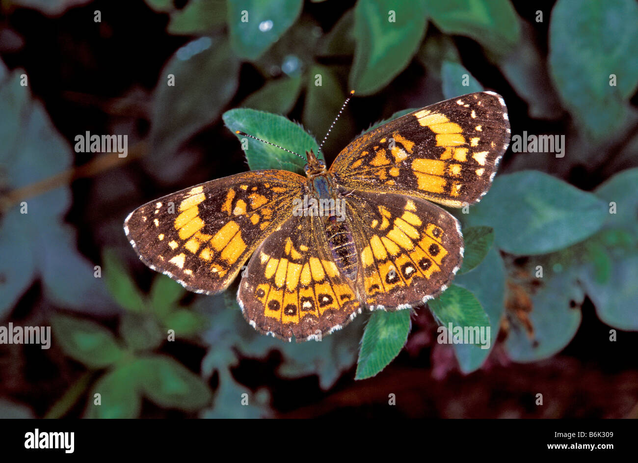 Silvery checkerspot chlosyne nycteis butterfly hi-res stock photography ...
