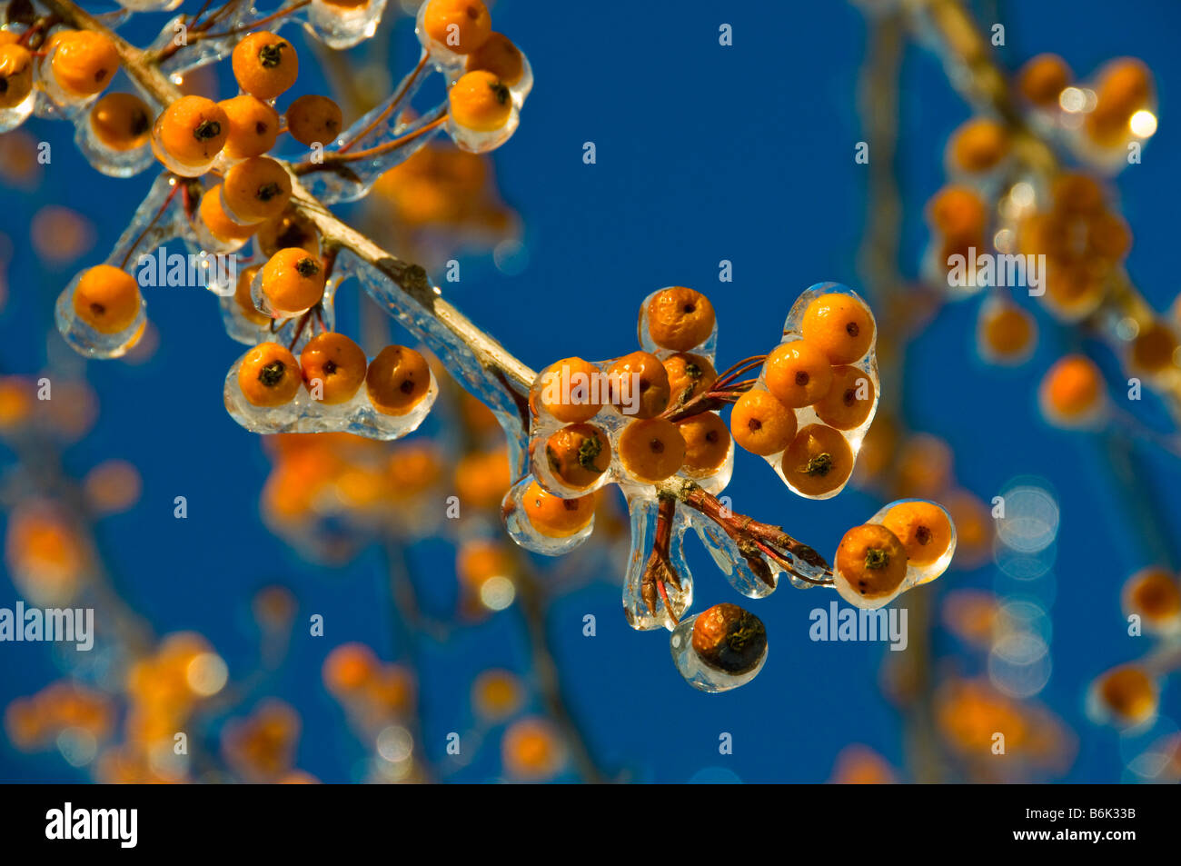 Berries with Frost Quebec Canada Stock Photo - Alamy