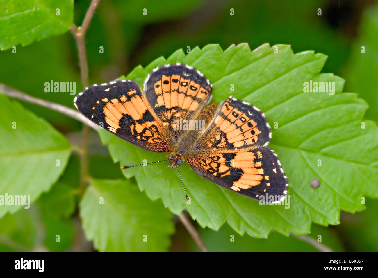 Silvery Checkerspot Chlosyne nycteis Stock Photo - Alamy