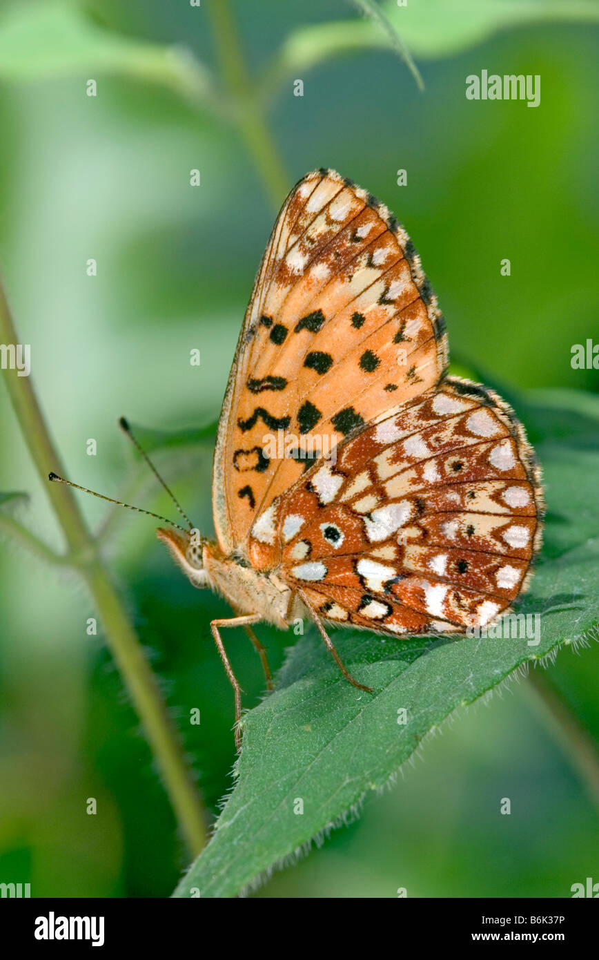 Silver-bordered Fritillary Boloria selene Stock Photo - Alamy