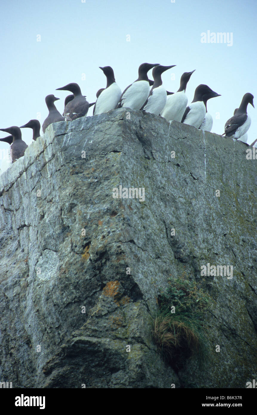Murre alaska hi-res stock photography and images - Alamy
