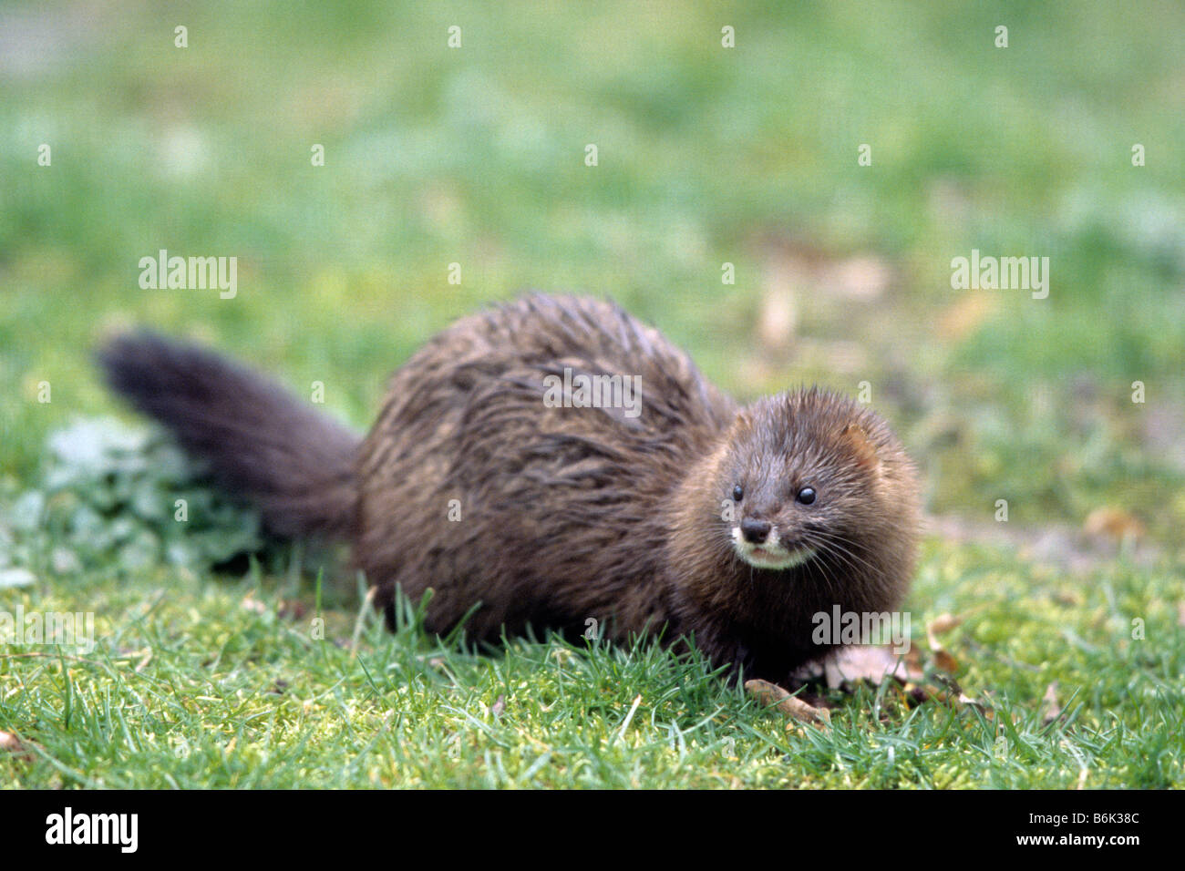 European mink animal hi-res stock photography and images - Alamy