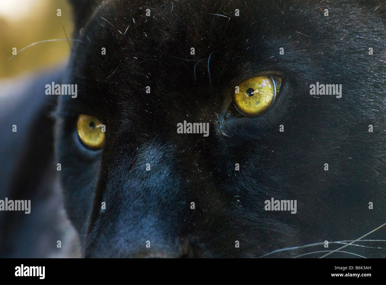 close up of a beautiful black panther Stock Photo - Alamy