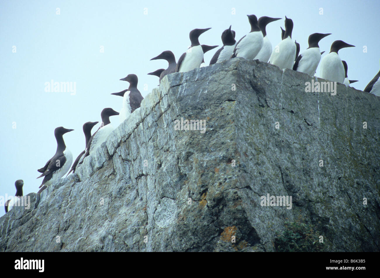 Common murres alaska hi-res stock photography and images - Alamy