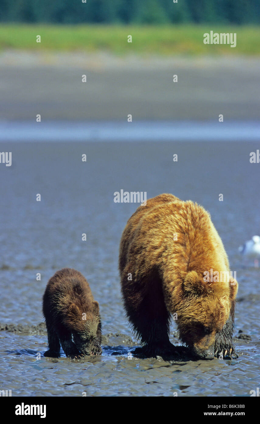 Muddy Faced Spring Cub, Alaska, Lake Clark National Park, Brown Bear ...