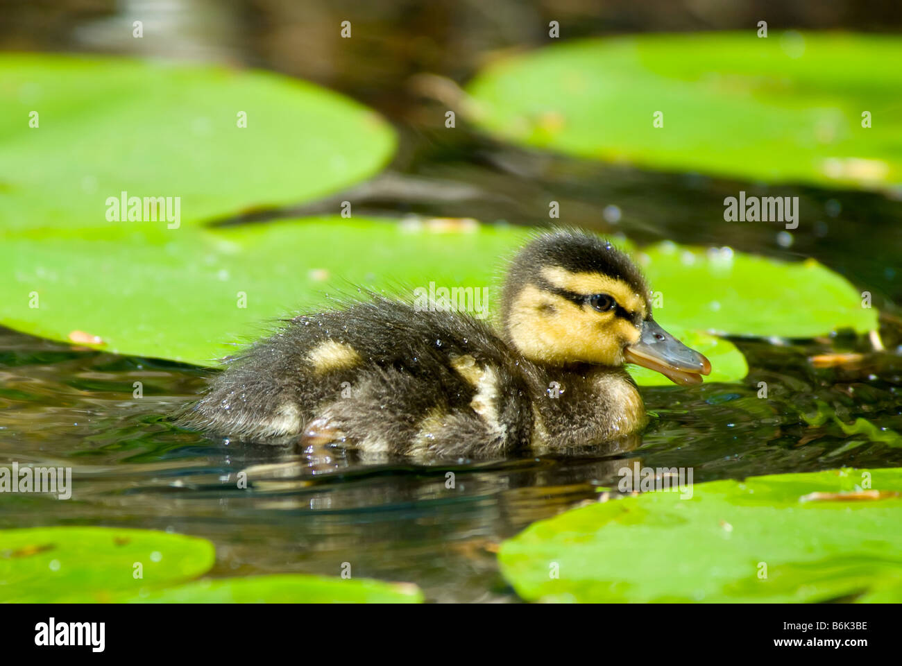 Duckling hi-res stock photography and images - Alamy