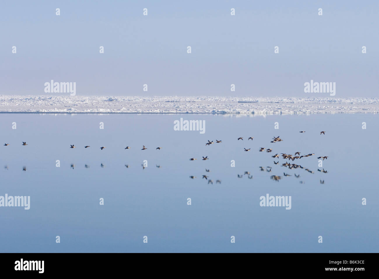 King eider Somateria spectabilis flock fly through an open lead in the ...