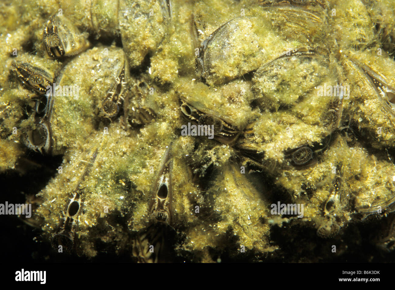 Zebra Mussel, Many Shaped Dreissena (Dreissena polymorpha), colony ...