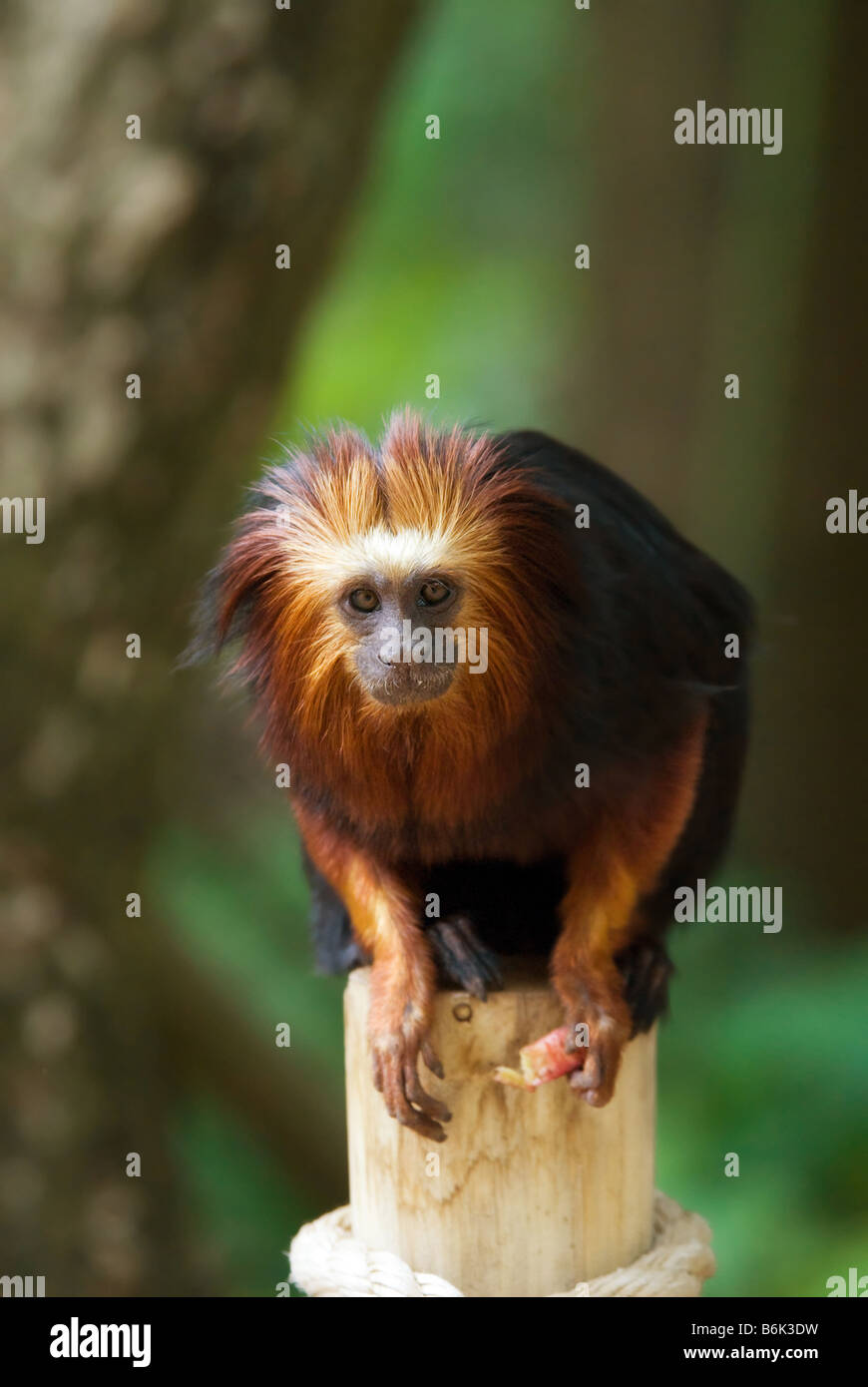 Titi Monkey High Resolution Stock Photography and Images - Alamy