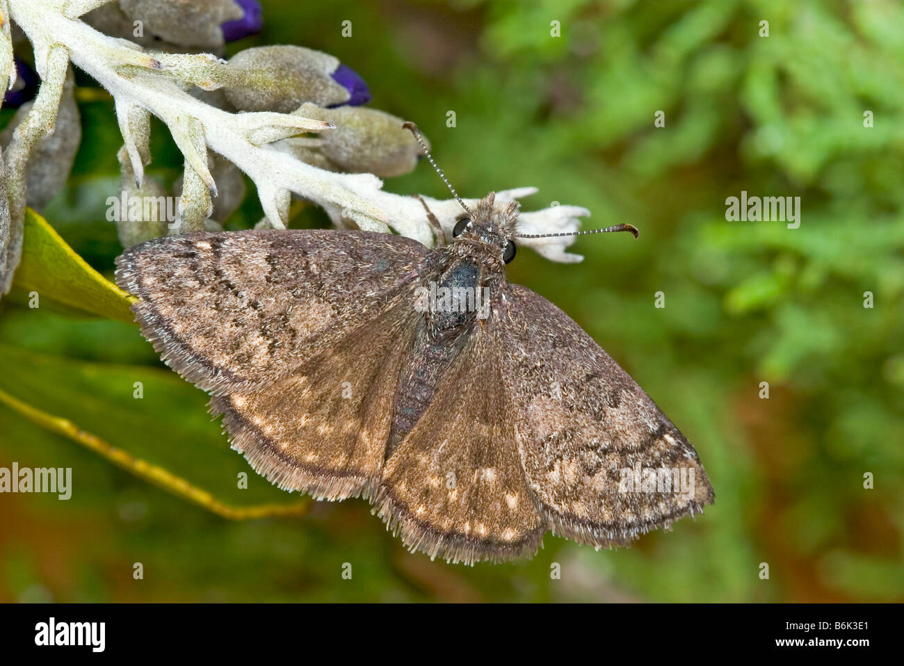 Sleepy Duskywing (butterfly) Erynnis brizo Stock Photo - Alamy