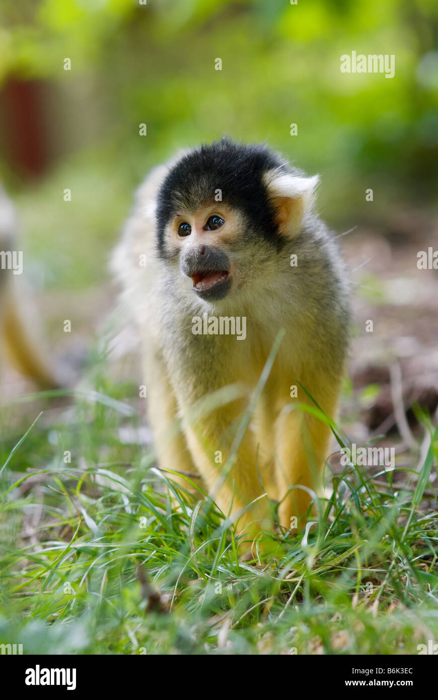 Squirrel teeth not monkey hi-res stock photography and images - Alamy
