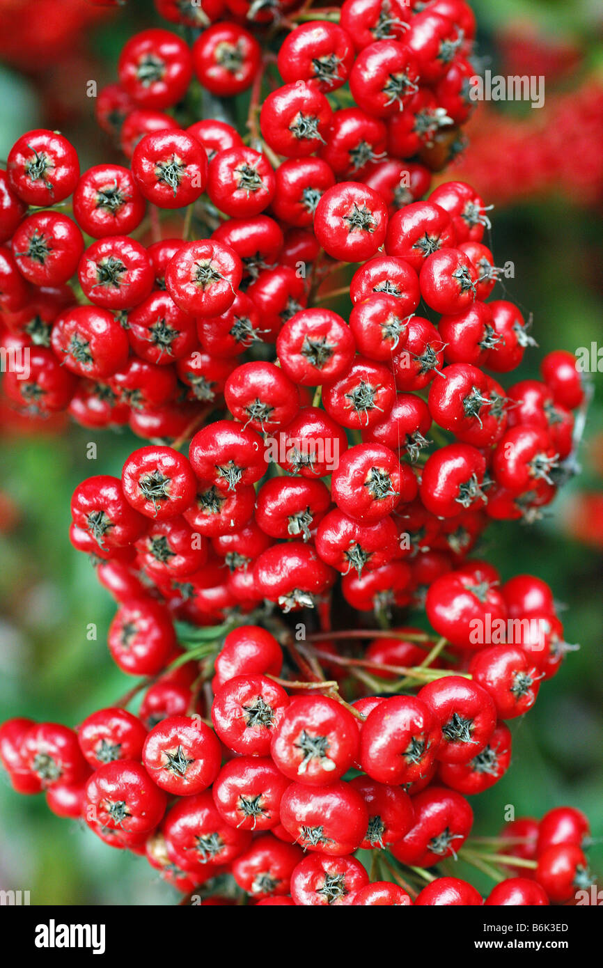 Pyracantha Berry High Resolution Stock Photography and Images - Alamy