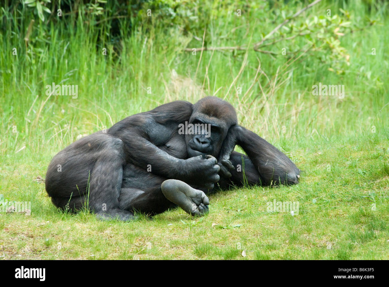 female gorilla relaxing on grass Stock Photo - Alamy