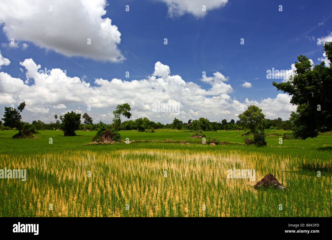 Green countryside and rice fields around Siem Reap and Angkor Wat ...