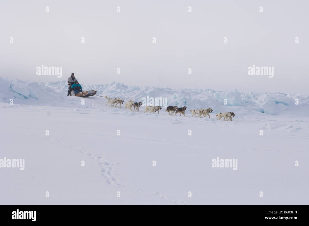 One of the lat two teams of sled dogs along the Arctic coast of Alaska ...