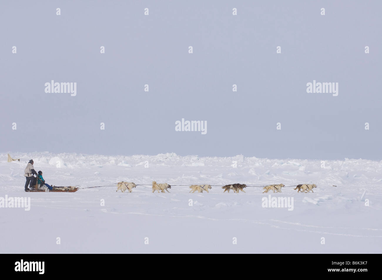 One of the lat two teams of sled dogs along the Arctic coast of Alaska ...