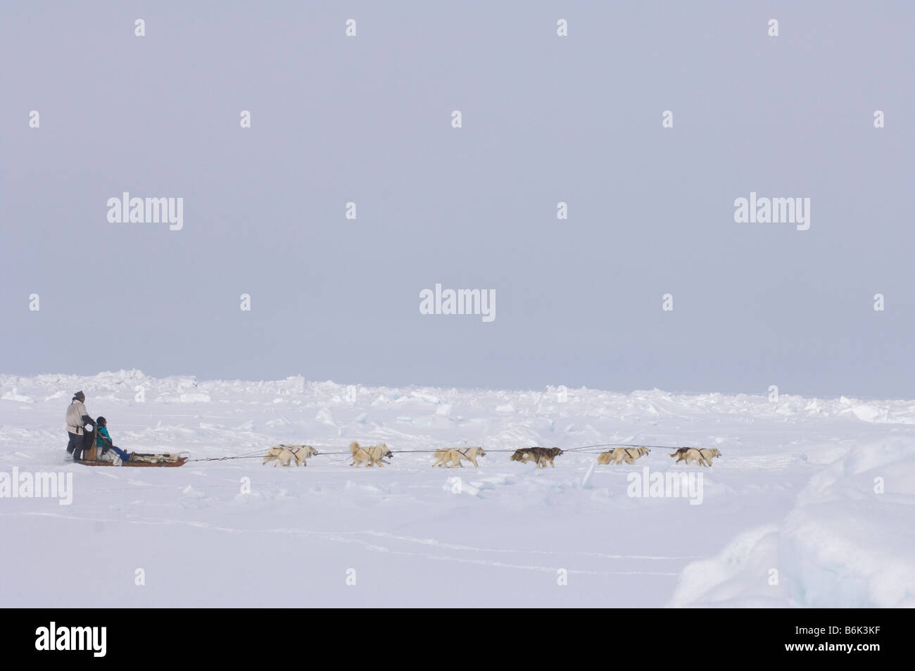 One of the lat two teams of sled dogs along the Arctic coast of Alaska ...