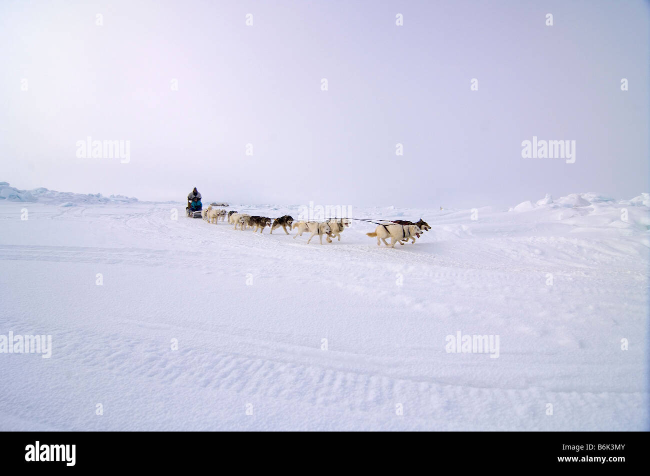 One of the lat two teams of sled dogs along the Arctic coast of Alaska ...