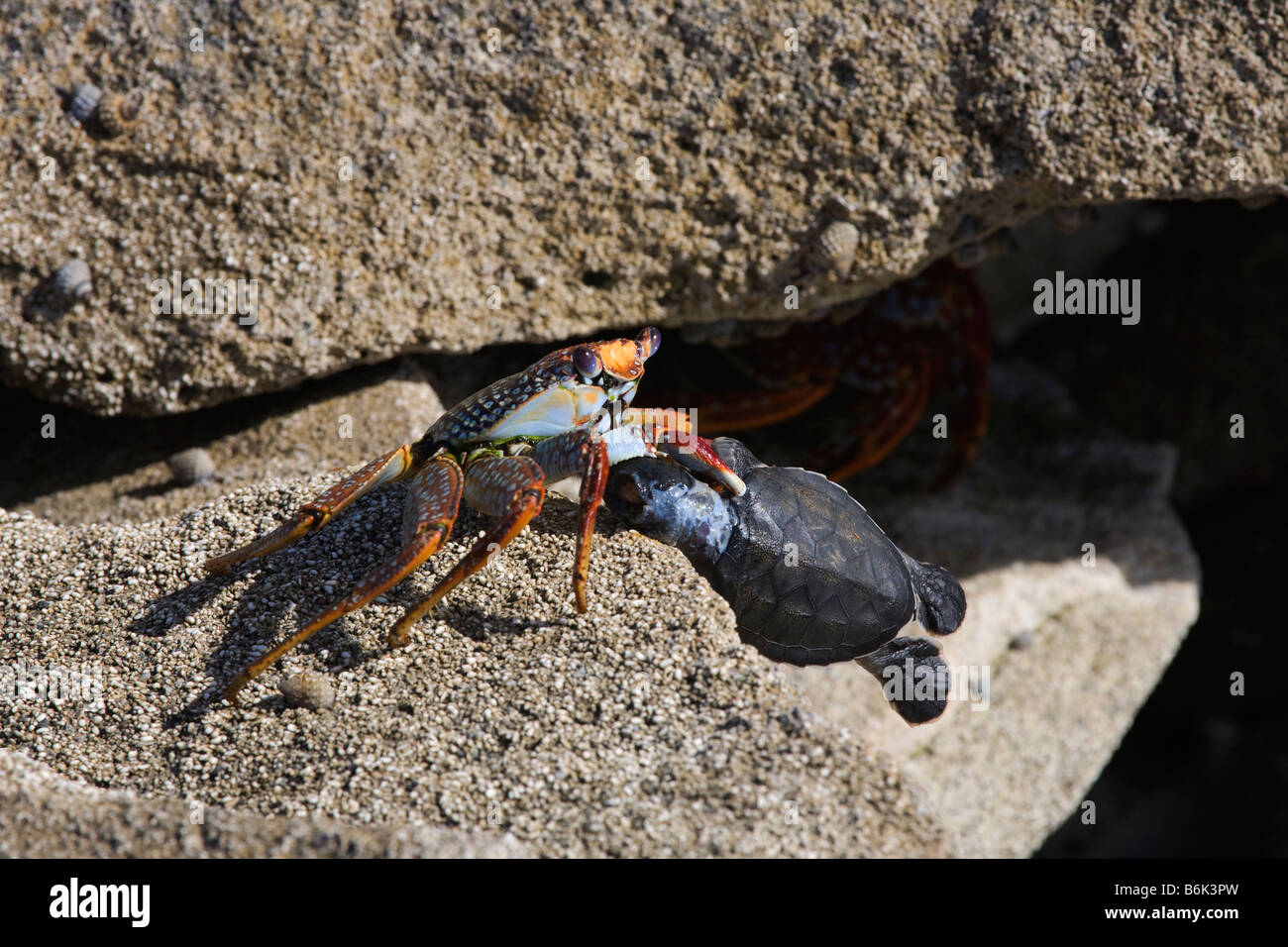 Ascension Island Crab & Turtle Stock Photo - Alamy