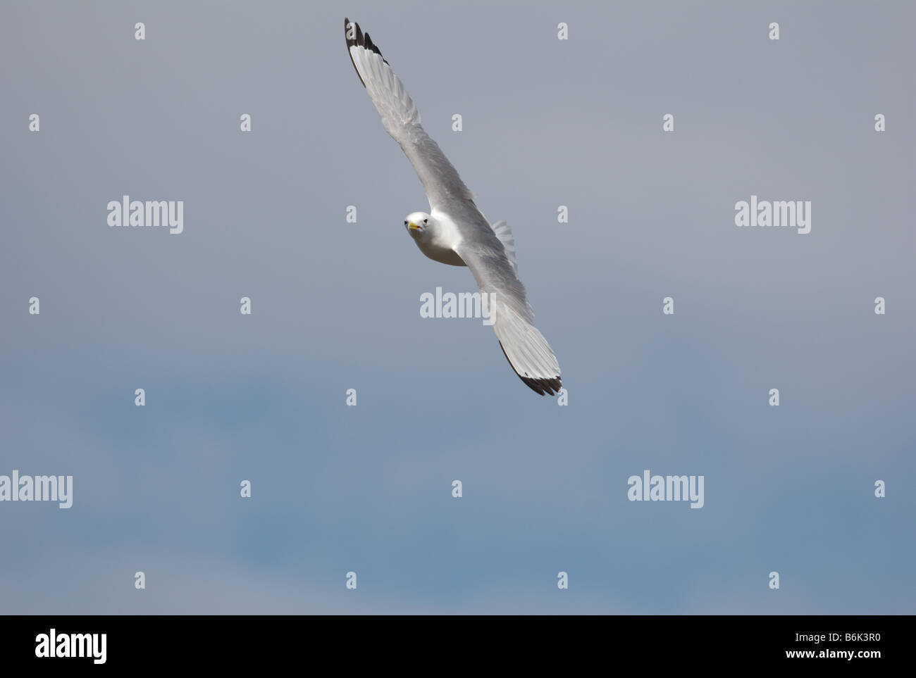 Flying kittiwakes hi-res stock photography and images - Alamy