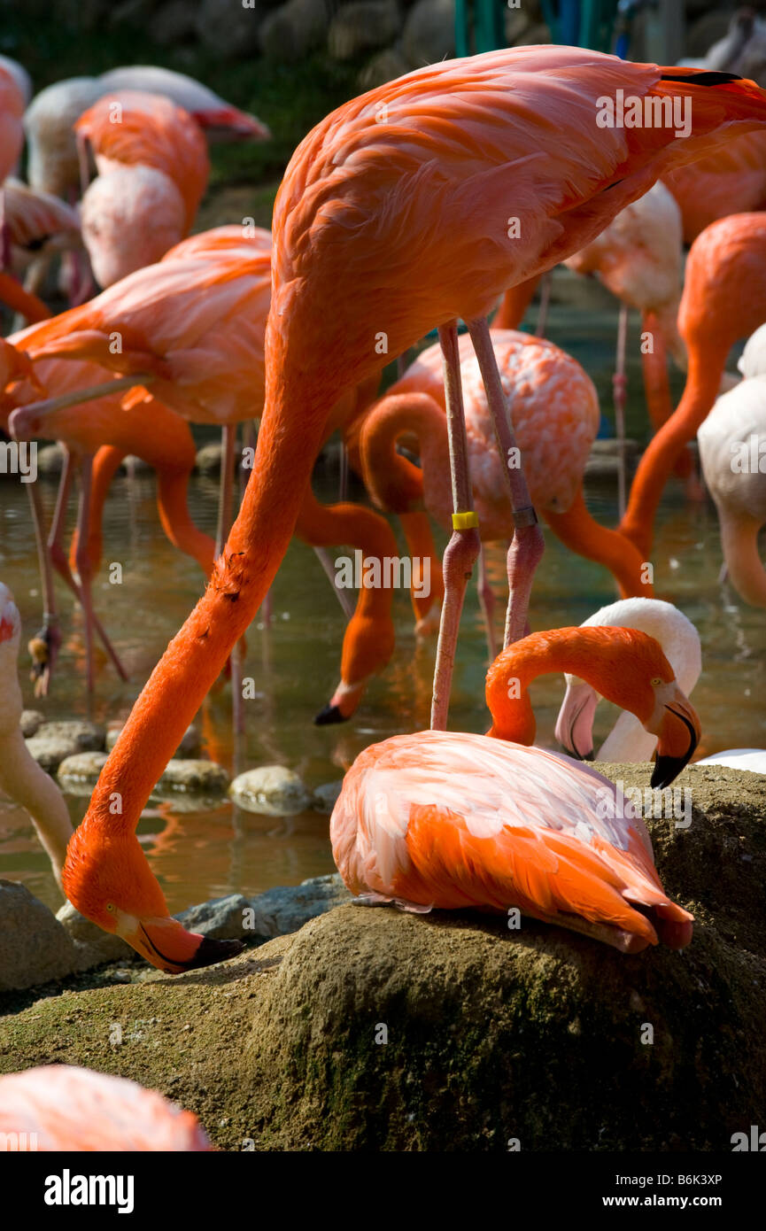Flamingo exhibit hi-res stock photography and images - Alamy