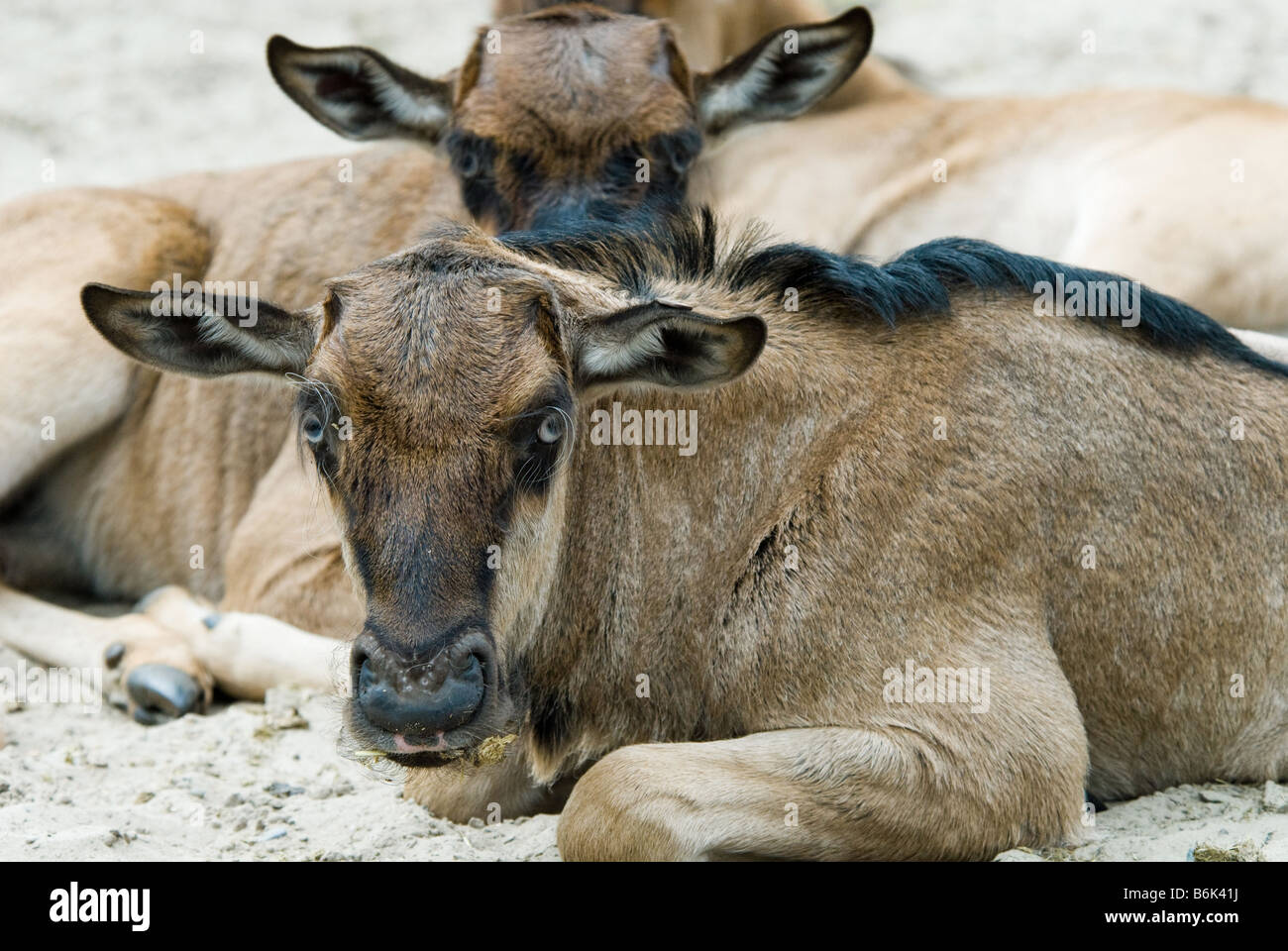 Baby wildebeest hi-res stock photography and images - Alamy