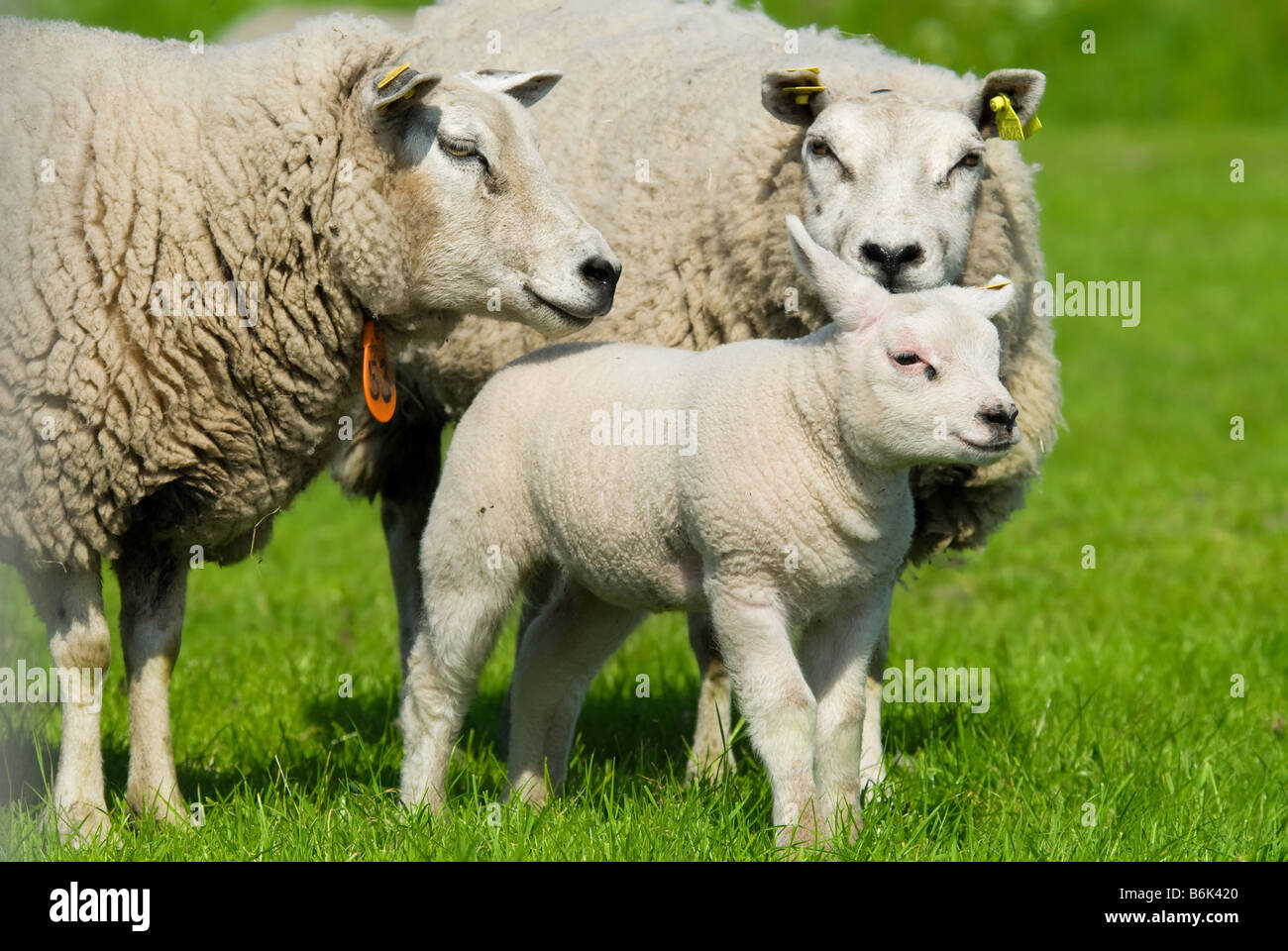 cute sheep family in spring Stock Photo - Alamy