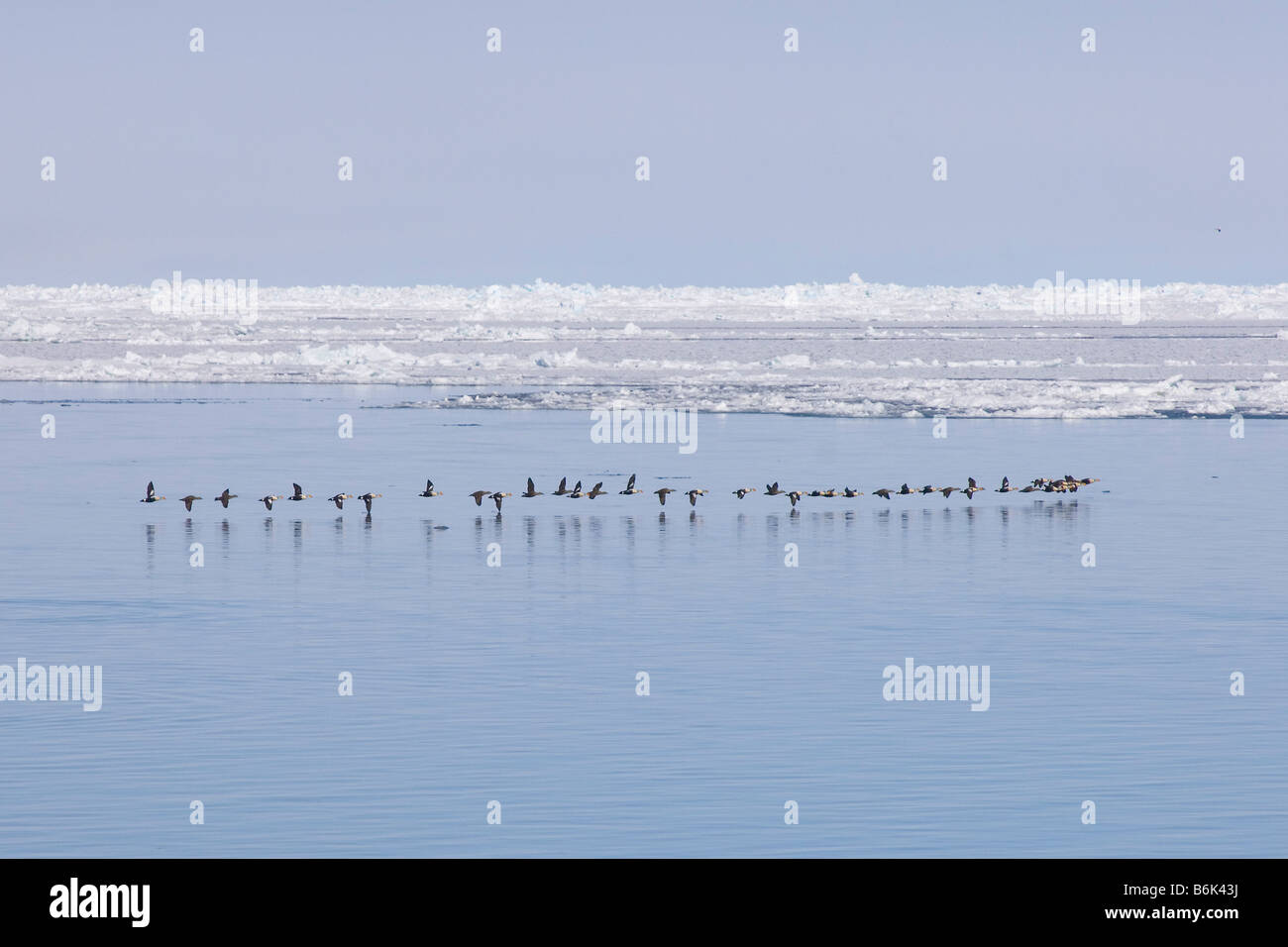 King eider Somateria spectabilis flock fly through an open lead in the ...