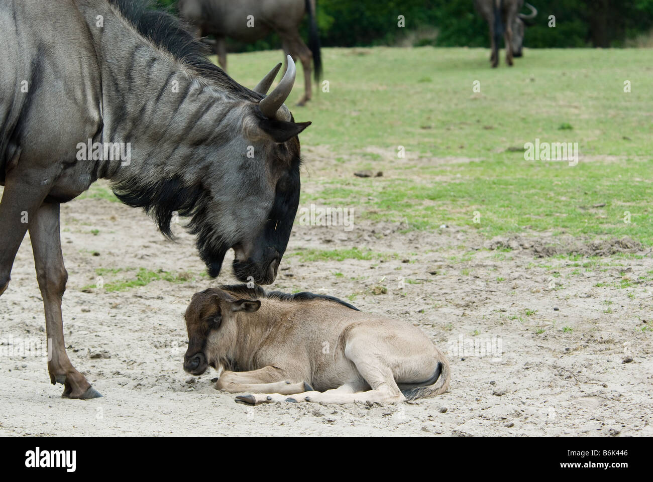 Baby wildebeest hi-res stock photography and images - Alamy