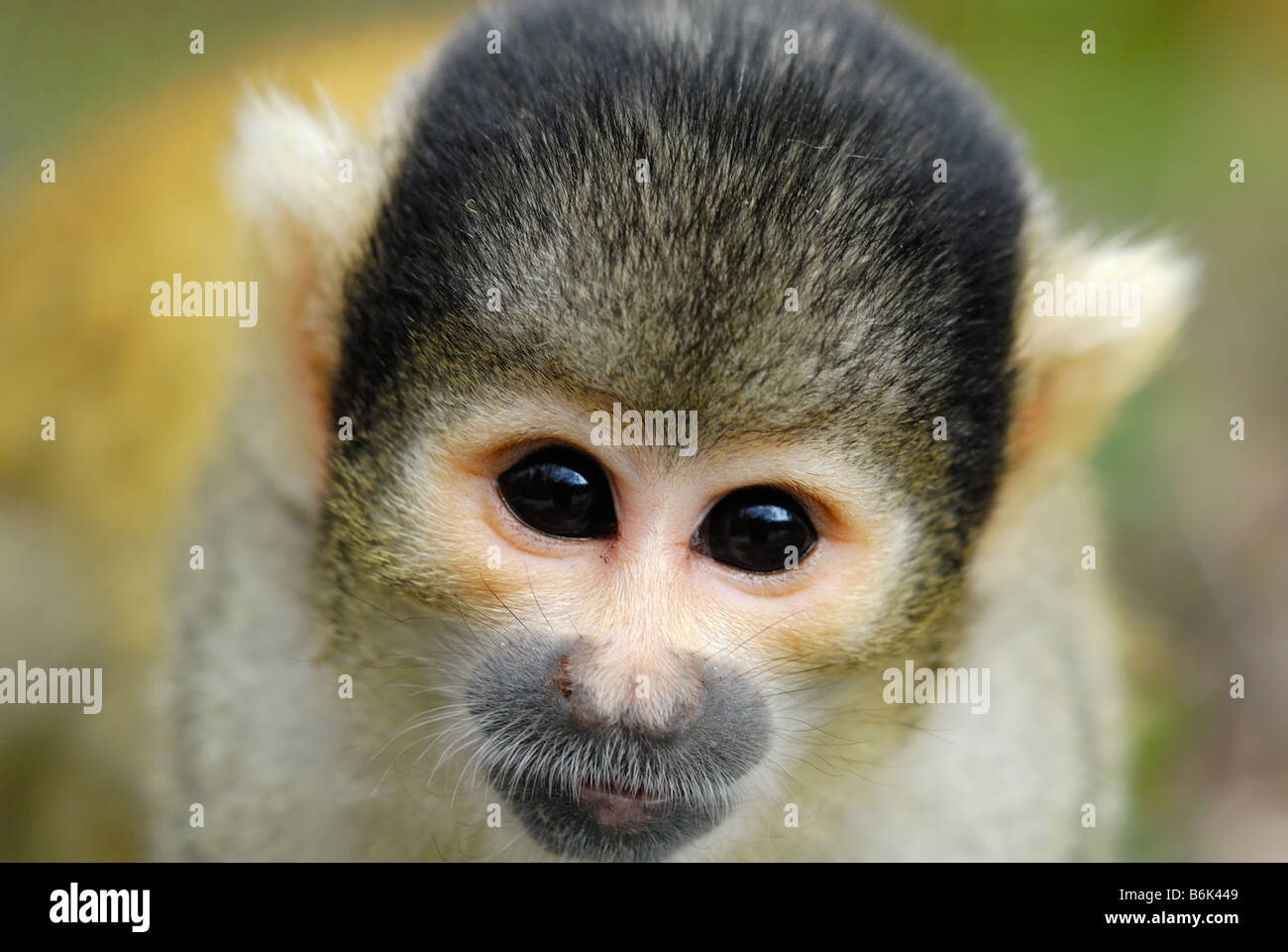 Cute Squirrel Monkeys