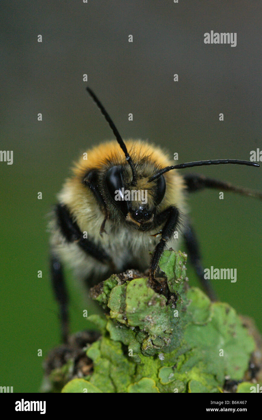 Bombus pascuorum - Common Carder-bee Stock Photo - Alamy