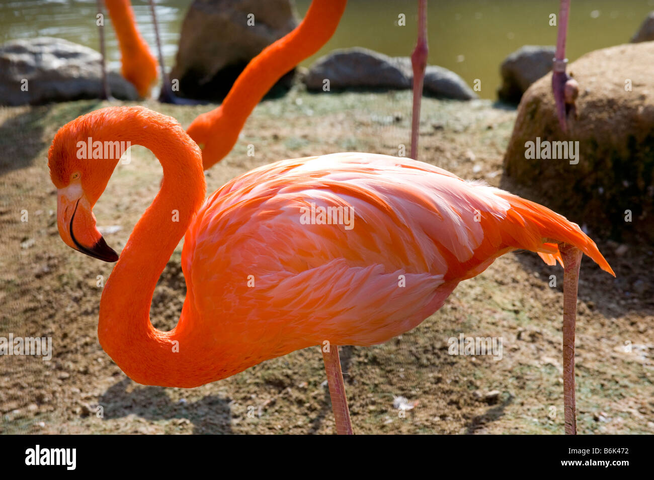 Flamingo exhibit hi-res stock photography and images - Alamy
