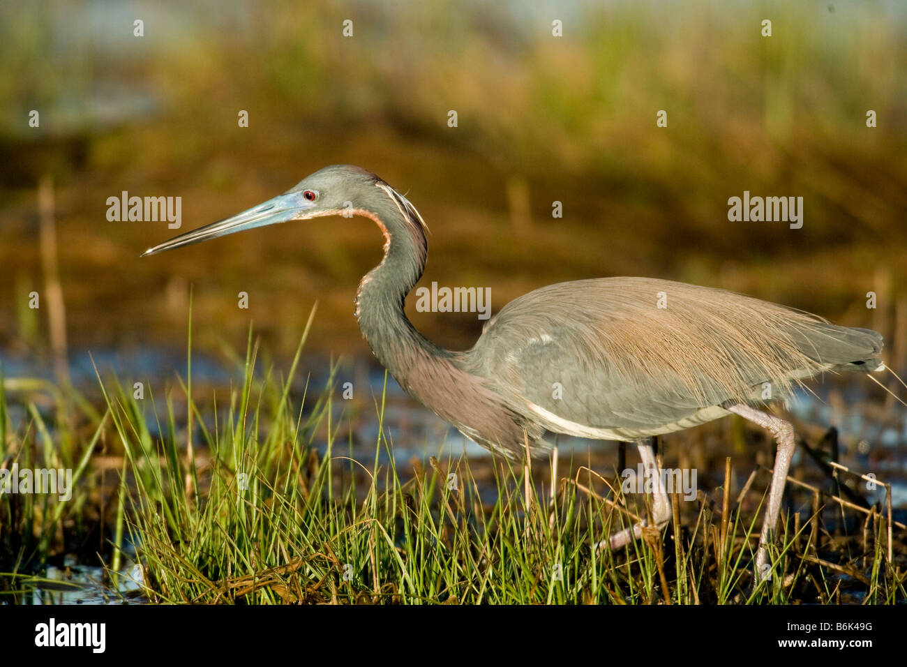 Tri colored herons hi-res stock photography and images - Alamy
