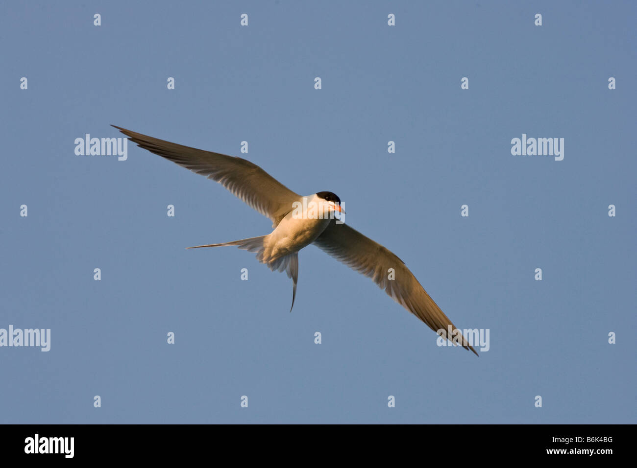 Common tern species hi-res stock photography and images - Alamy