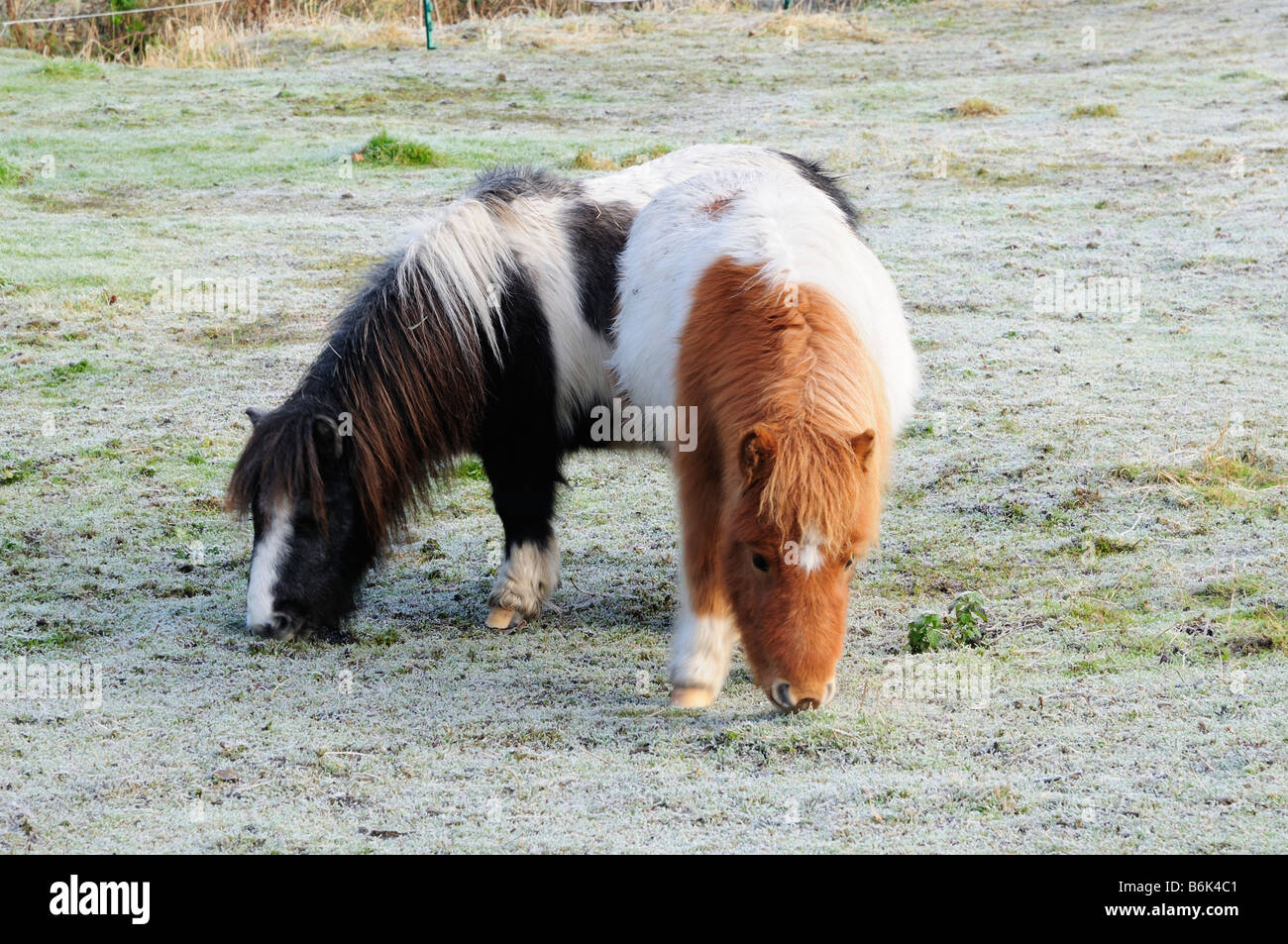 Field with shetland ponies hi-res stock photography and images - Alamy