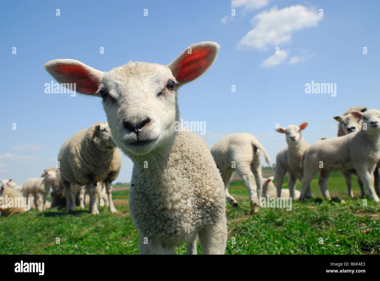 funny picture of a curious lamb in spring Stock Photo - Alamy