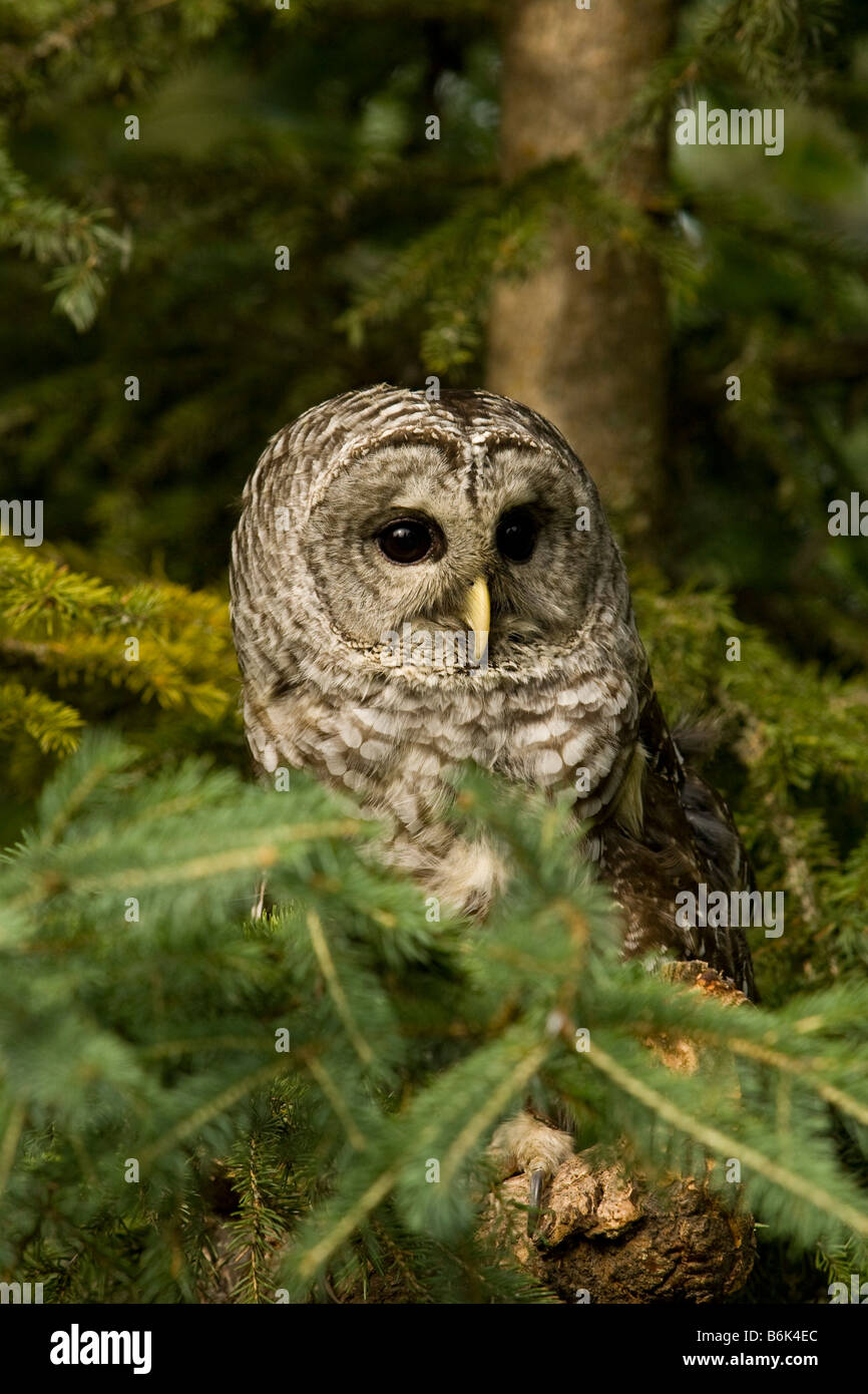 North american barred owl hi-res stock photography and images - Alamy