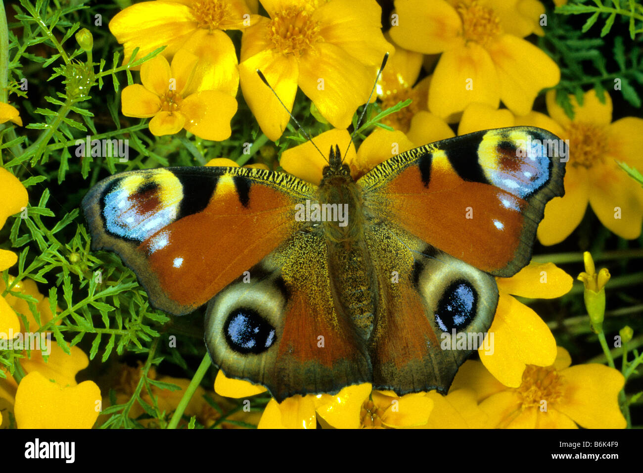 European Peacock Butterfly (Inachis io, Nymphalis io), imago on yellow ...
