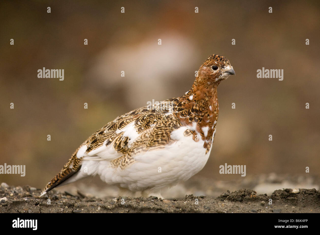 North american willow ptarmigan hi-res stock photography and images - Alamy