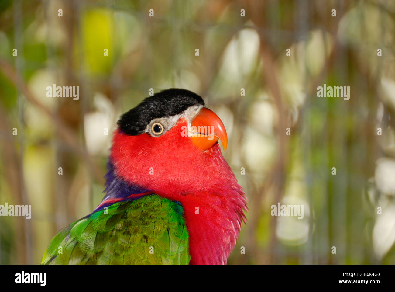 parrot in profile Stock Photo - Alamy