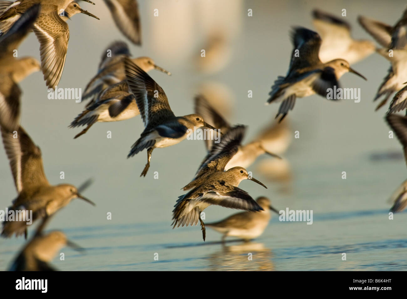Group of birds in flight hi-res stock photography and images - Alamy
