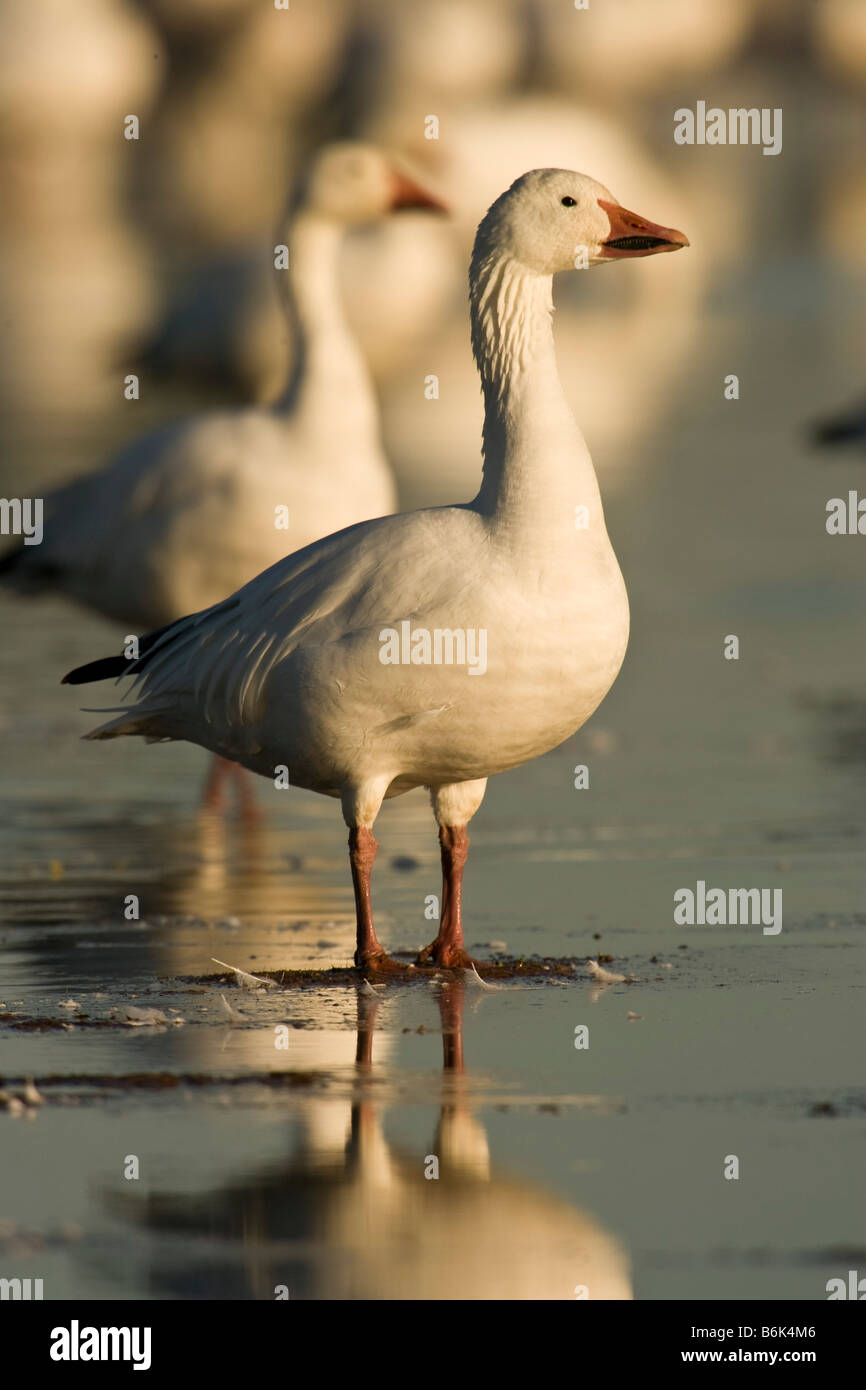 Species snow goose hi-res stock photography and images - Alamy
