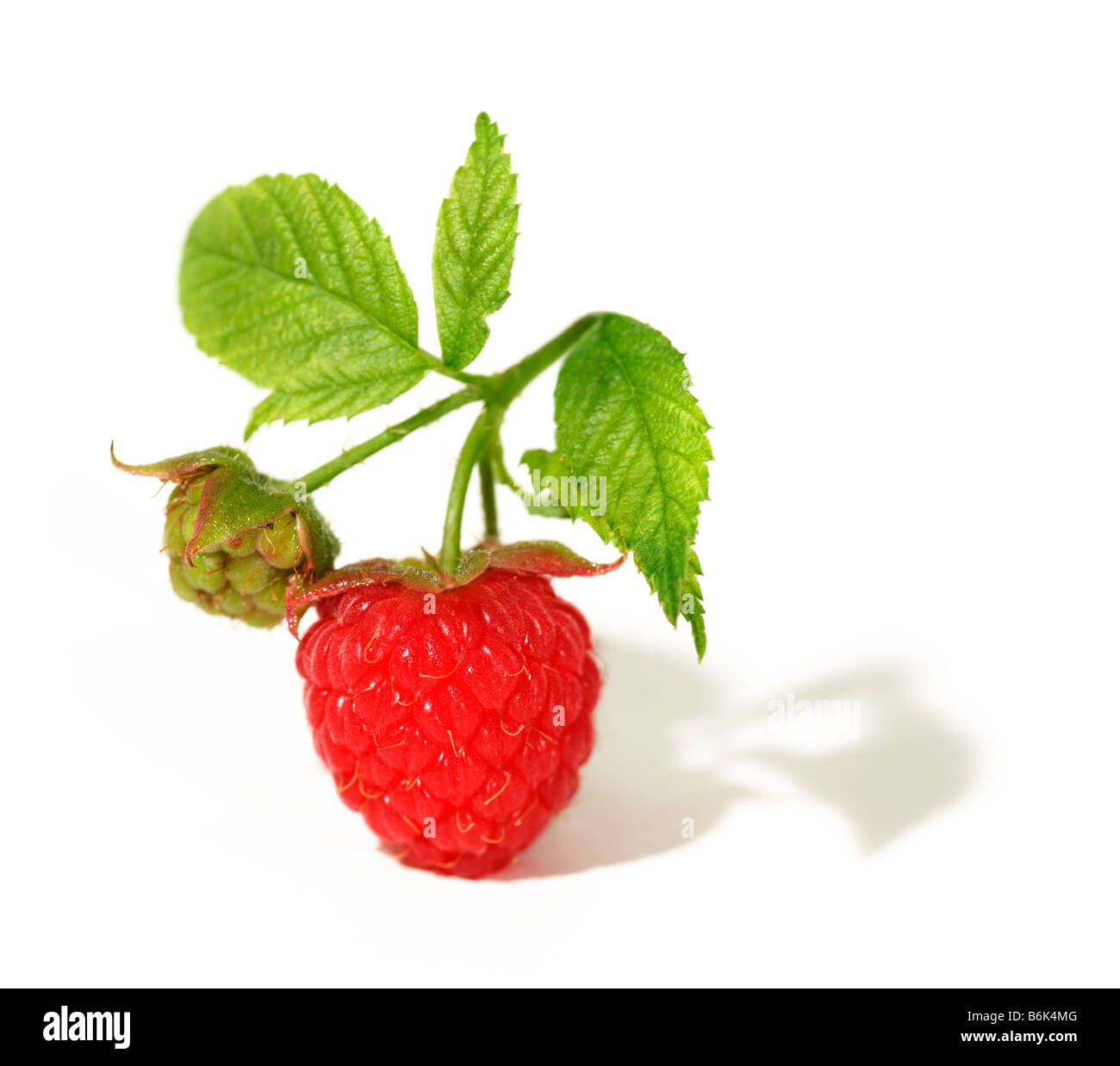 raspberry with leaves on white Stock Photo - Alamy