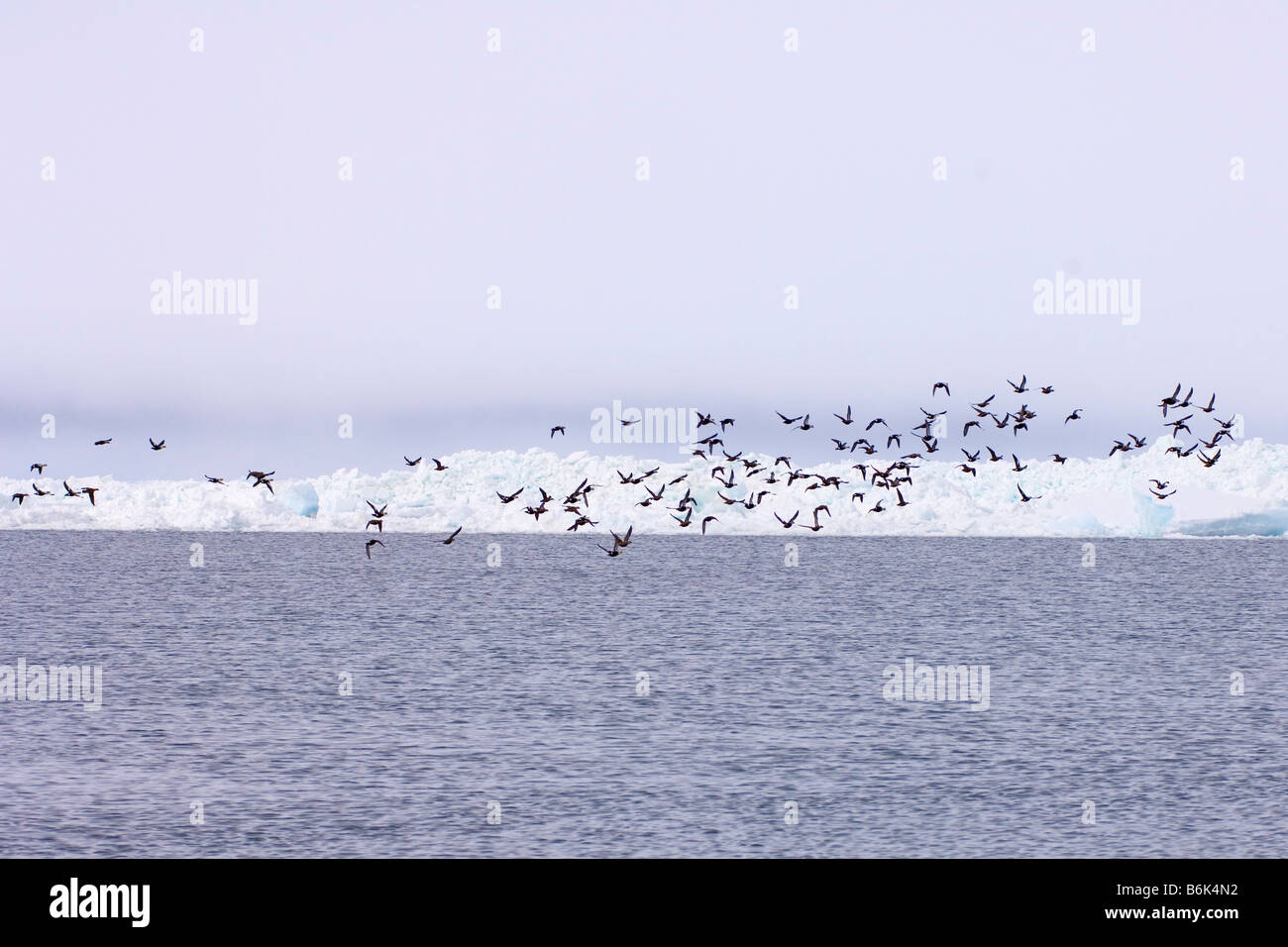 King eider Somateria spectabilis flock fly through an open lead in the ...
