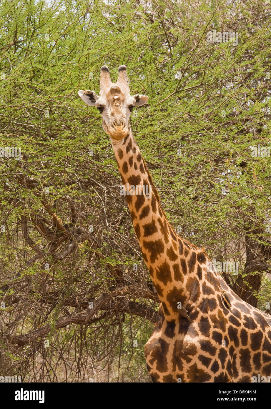 Giraffe in the Bush in Kenya Stock Photo - Alamy