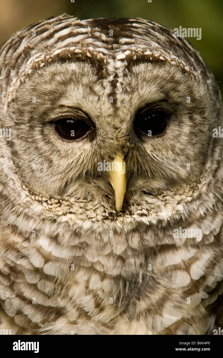 North american barred owl hi-res stock photography and images - Alamy