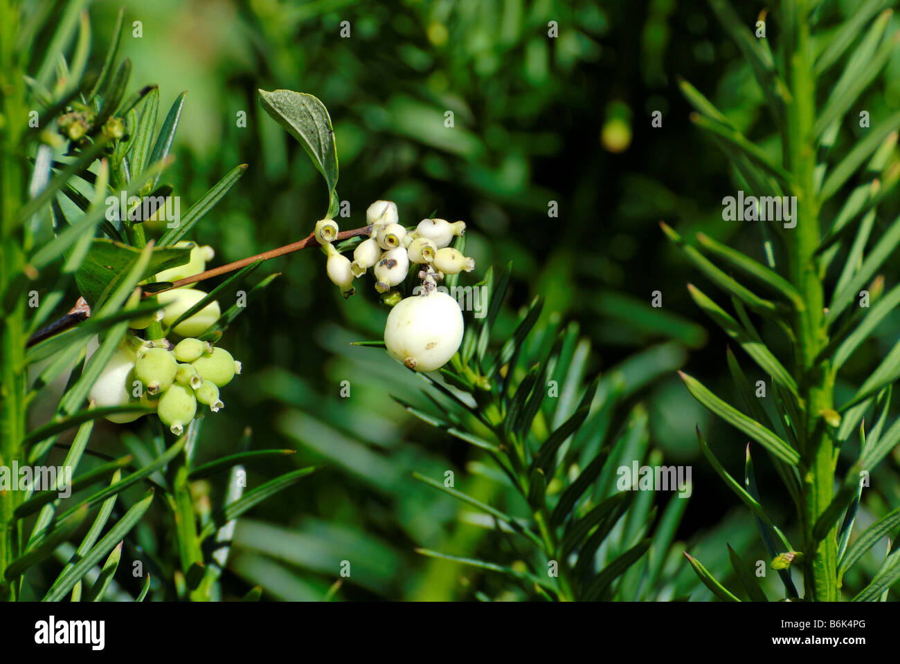 White berry hi-res stock photography and images - Alamy