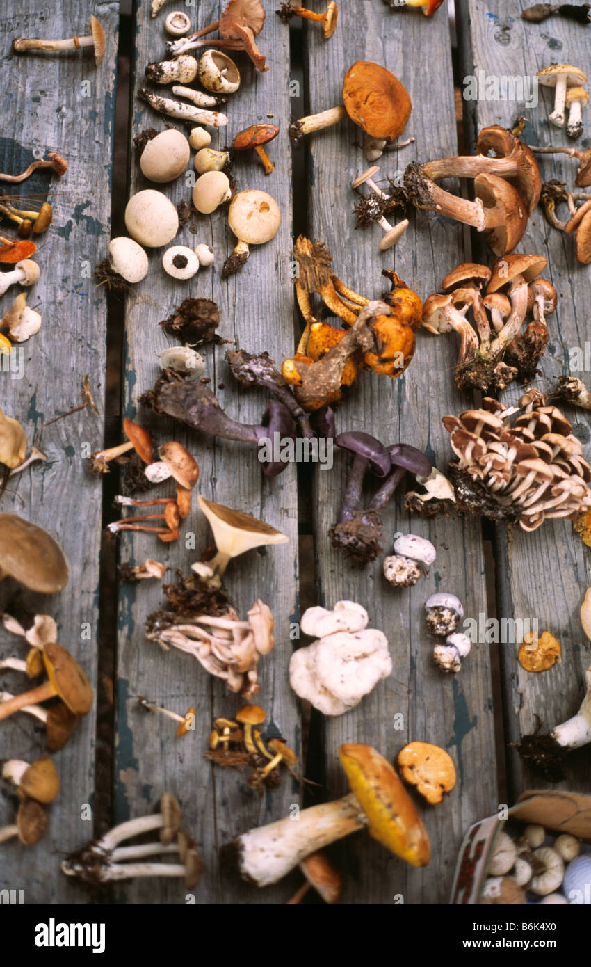 Group of mushrooms identified hi-res stock photography and images - Alamy