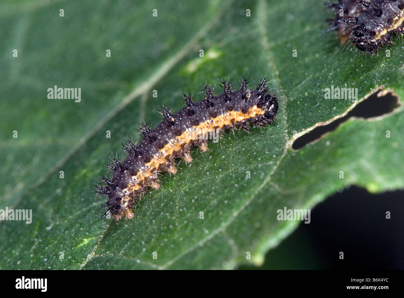 Silvery Checkerspot (butterfly) caterpillar Chlosyne nycteis Stock ...